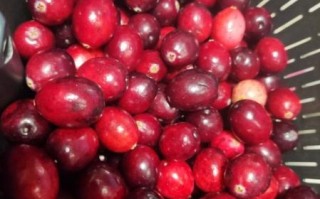 蔓越莓长什么样_蔓越莓果实外观特征