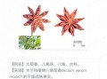 八角茴香长什么样_八角茴香图片怎么辨别真假