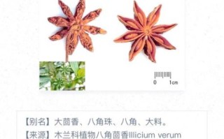 八角茴香长什么样_八角茴香图片怎么辨别真假