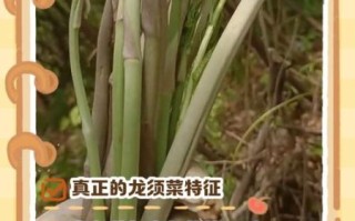 龙须菜真假怎么分辨_龙须菜真假辨别方法