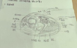 河蚌怎么洗干净图解_河蚌清洗内脏步骤