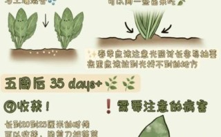 菠菜苗和菠菜的区别_菠菜苗可以当菠菜吃吗