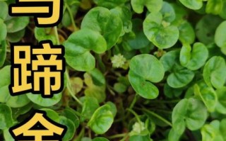 马蹄金草图片_如何识别真假马蹄金草