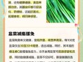 韭菜的营养价值_韭菜的功效与作用