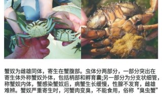 河蟹养殖技术视频_河蟹养殖新手常见问题