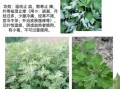艾叶的功效与作用_艾叶的禁忌症及副作用