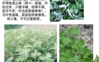 艾叶的功效与作用_艾叶的禁忌症及副作用