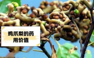 鸡爪梨学名是什么_鸡爪梨功效与作用