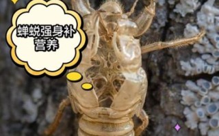 蝉蜕的功效与作用是什么_蝉蜕能治哪些病