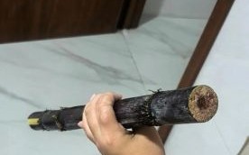 甘蔗图片搞笑_甘蔗梗图怎么拍