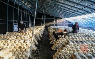 1亩平菇大棚一年能赚多少钱_平菇大棚投资成本与利润分析