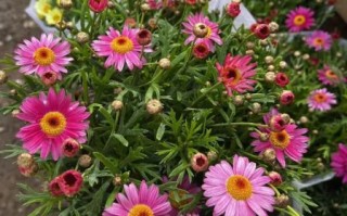 玛格丽特花图片大全_玛格丽特花怎么养