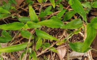 鸭跖草怎么读_鸭跖草的功效与作用