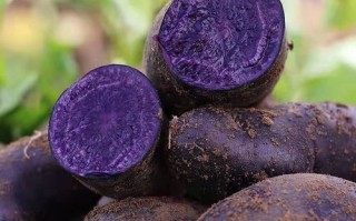 黑美人土豆多少钱一斤_黑美人土豆价格行情