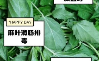 麻叶是什么_麻叶的功效与作用