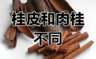 肉桂和桂皮哪个致癌_区别与真相
