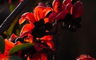 木棉树图片怎么拍好看_木棉树花期多久