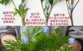 艾草青团怎么做_艾草青团图片教程