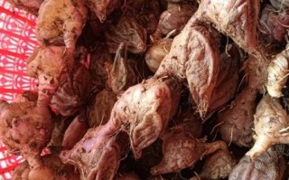 野生山慈菇图片_如何辨别真假山慈菇