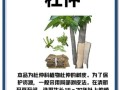 杜仲的功效与作用_杜仲哪些人不能吃