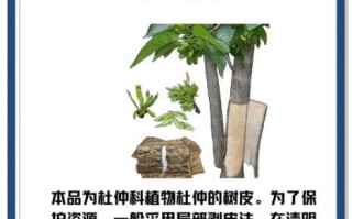 杜仲的功效与作用_杜仲哪些人不能吃