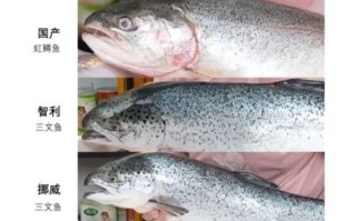三文鱼生吃安全吗_如何挑选新鲜三文鱼