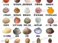 贝壳类海鲜怎么挑选_贝壳类海鲜有哪些品种