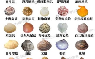 贝壳类海鲜怎么挑选_贝壳类海鲜有哪些品种