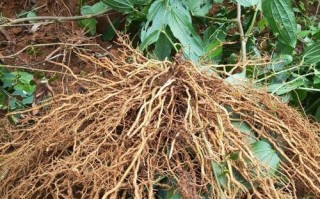 牛尾菜根的功效与作用_牛尾菜根怎么吃效果最好