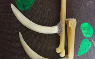 鸡爪子骨头文玩价格_鸡爪骨手串多少钱一串