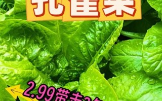 蔬菜种子批发哪里便宜_蔬菜种子零售网哪家好