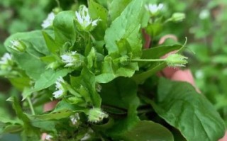 猪草图片识别_猪草种类大全