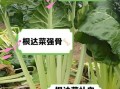 根达菜怎么做好吃_根达菜的做法大全