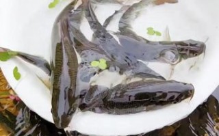 淡水银鳕鱼图片大全_淡水银鳕鱼怎么养