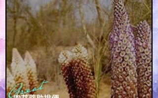 肉苁蓉泡水喝的功效与禁忌_肉苁蓉泡水一次放多少克