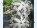 蛇瓜多少钱一斤_蛇瓜价格行情