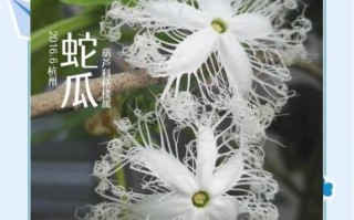 蛇瓜多少钱一斤_蛇瓜价格行情