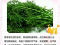 新鲜茴香菜的功效与作用_新鲜茴香菜怎么吃最好