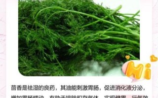 新鲜茴香菜的功效与作用_新鲜茴香菜怎么吃最好
