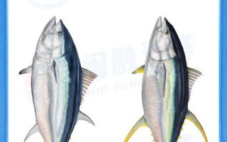鲔鱼是什么鱼_鲔鱼和金枪鱼的区别