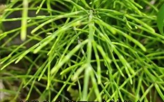 麻黄草图片长什么样_麻黄草和麻黄的区别