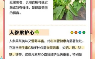 人参果营养价值排行_人参果功效有哪些