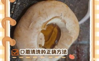 口蘑怎么洗_口蘑清洗的正确方法