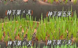 葱头怎么种_葱头种植时间和方法