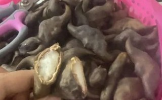 菱角煮多久能熟_加盐吗