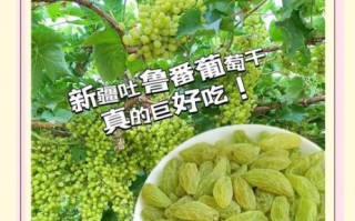 葡萄干怎么吃_葡萄干一天吃多少粒