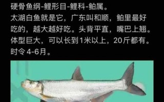 翘嘴鱼的营养价值_翘嘴鱼的功效与作用