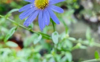 马兰头什么时候开花_马兰头花长什么样