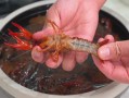 家做小龙虾步骤_小龙虾怎么清洗最干净