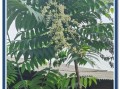 香椿树风水禁忌_香椿树种哪里最旺宅